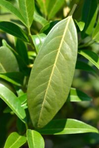 How to Grow and Care for Cherry Laurel Shrubs | Gardener's Path