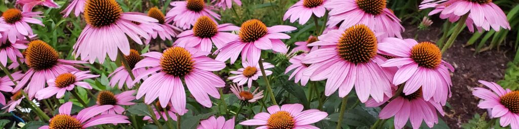 Coneflower (Echinacea) Growing Guides, Tips, and Information