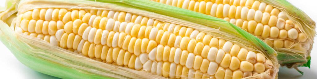 Corn Growing Guides, Tips, and Information | Gardener's Path