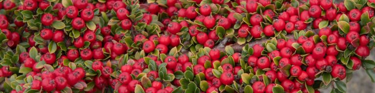 Cotoneaster Growing Guides, Tips, and Information | Gardener's Path