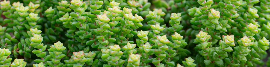 Crassula Growing Guides, Tips, and Information | Gardener's Path