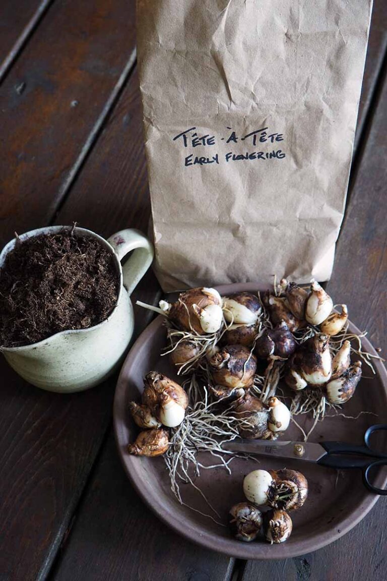 How to Lift, Cure, and Store Daffodil Bulbs | Gardener’s Path