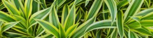 Dracaena Plant Guides, Tips, and Information | Gardener's Path