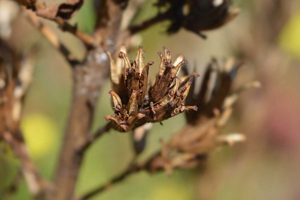 How to Grow and Care for Evening Primrose | Gardener’s Path