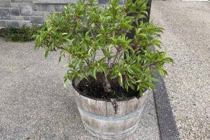 How to Grow Peach Trees in Containers | Gardener’s Path
