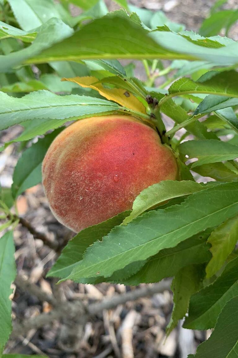 How to Grow Peach Trees in Containers | Gardener’s Path