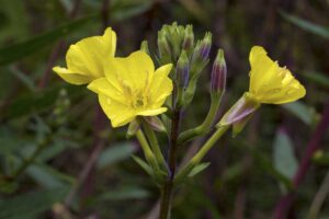 How to Grow and Care for Evening Primrose | Gardener’s Path