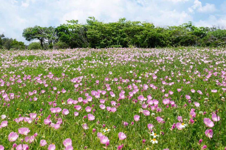 How to Grow and Care for Evening Primrose | Gardener’s Path