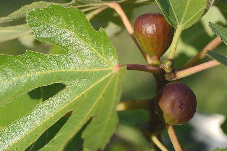 How to Grow a Fig Tree in Your Backyard | Gardener’s Path