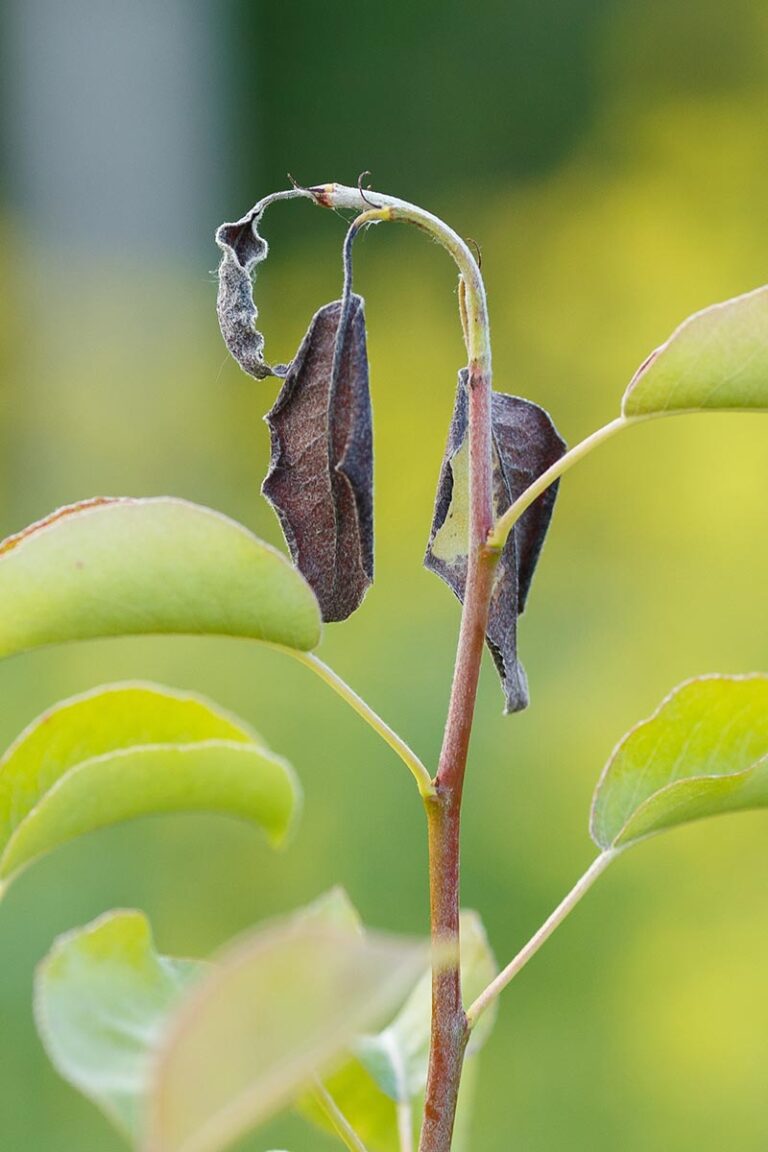Pear Tree Lifespan: How Long Do These Trees Live?