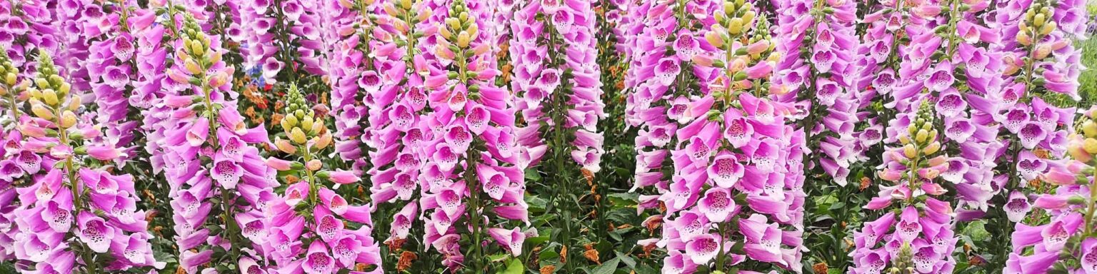 Foxglove Flower Growing Guides, Tips, and Information | Gardener's Path