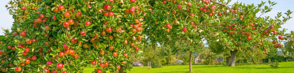 Fruit Tree Growing Guides, Tips, and Information | Gardener's Path