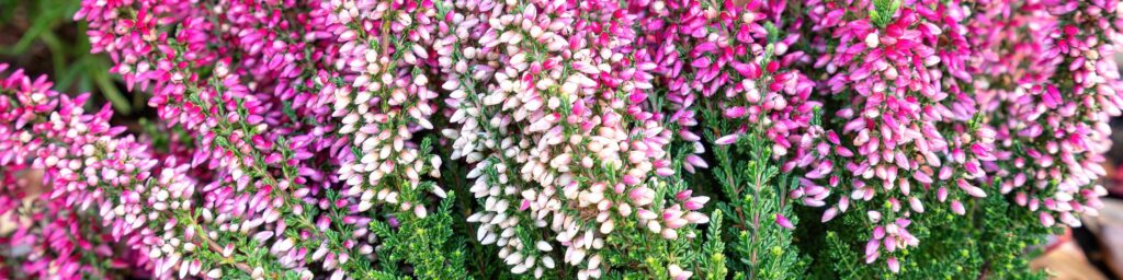 Heather Growing Guides, Tips, and Info | Gardener's Path