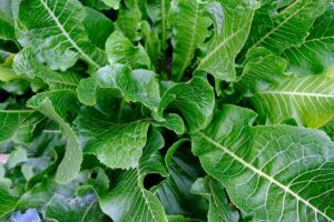 How to Plant and Grow Horseradish | Gardener’s Path
