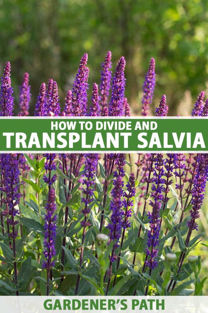 How to Divide and Transplant Salvia | Gardener’s Path