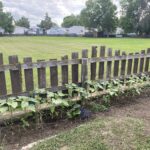 How to Identify and Control Common Sunflower Pests