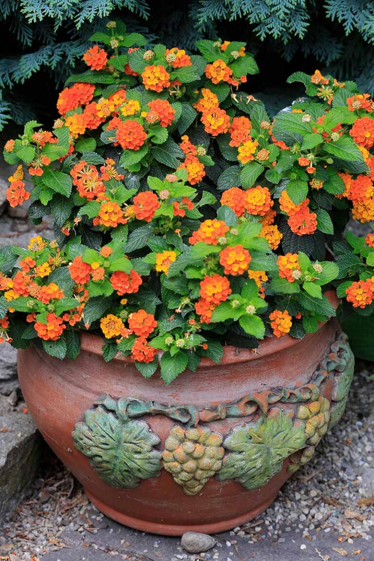 How to Grow and Care for Lantana Flowers | Gardener’s Path
