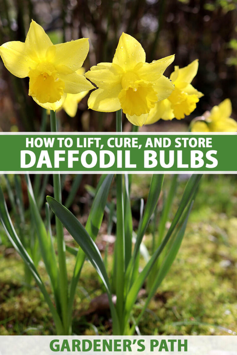 How to Lift, Cure, and Store Daffodil Bulbs | Gardener’s Path