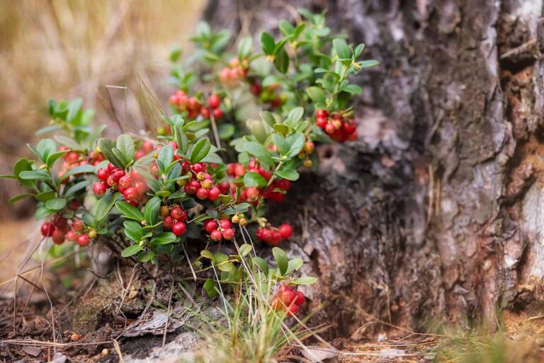 How to Plant and Grow Lingonberries | Gardener’s Path