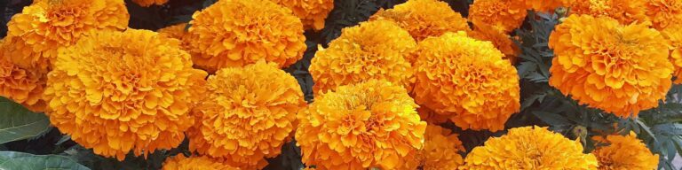 Marigold Flower (Tagetes) Growing Guides, Tips, and Information