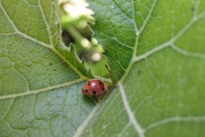 How to Identify and Control Mexican Bean Beetles