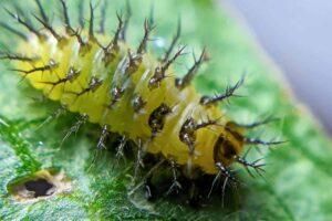 How to Identify and Control Mexican Bean Beetles