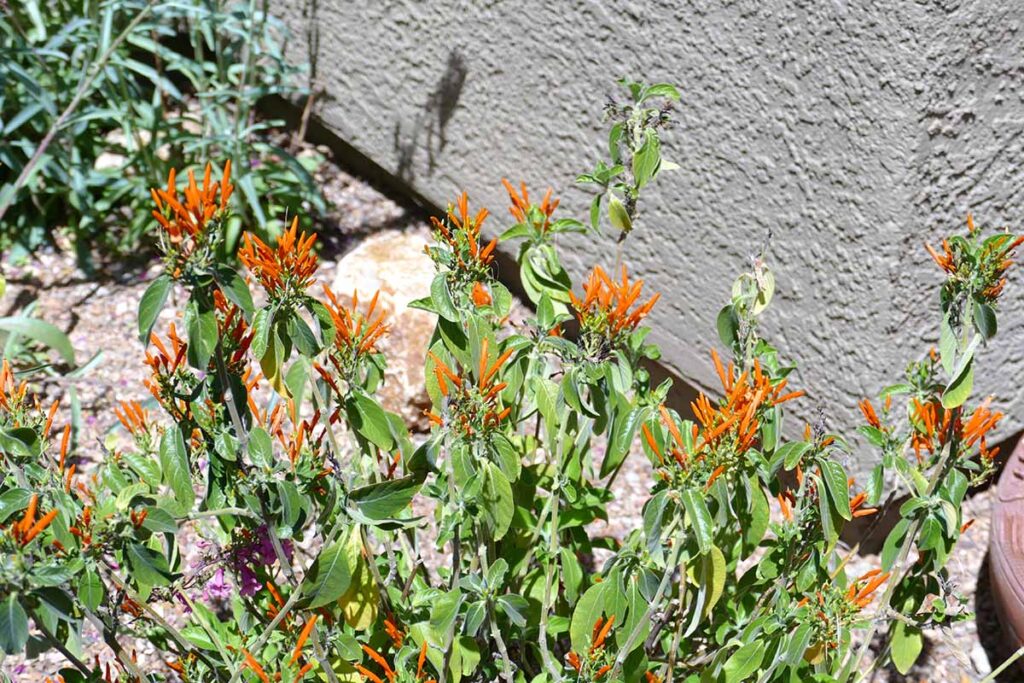 How to Grow and Care for Mexican Honeysuckle | Gardener’s Path