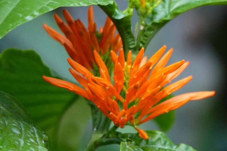 How to Grow and Care for Yew Trees and Shrubs | Gardener’s Path