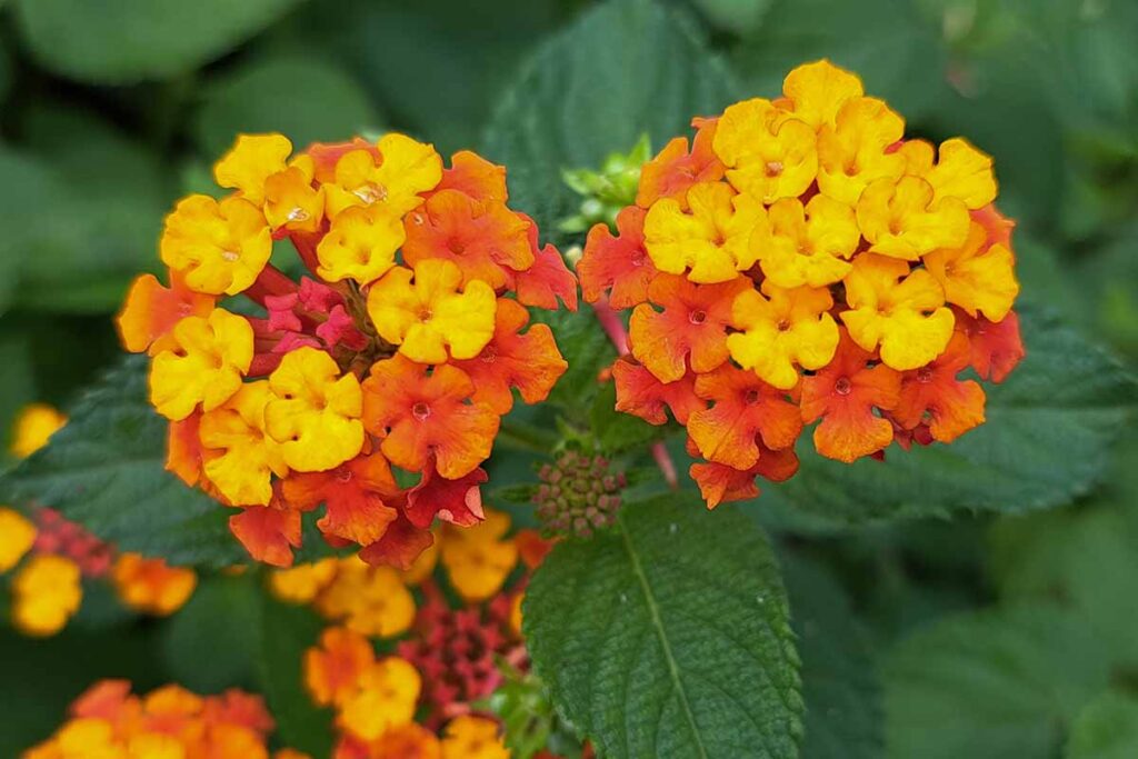 How to Grow and Care for Lantana Flowers | Gardener’s Path