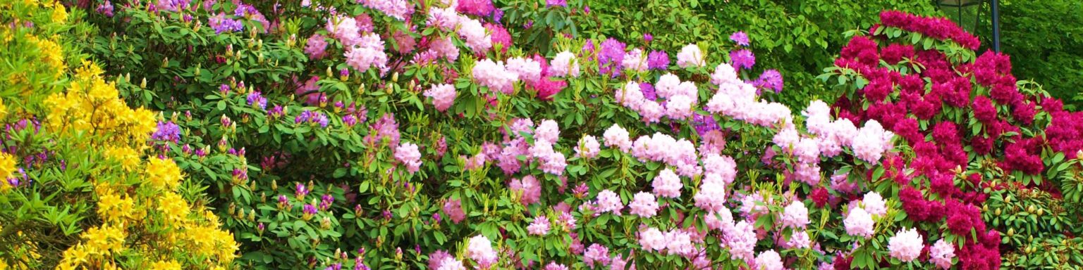 Learn About Growing and Caring for Ornamental Woody Shrubs