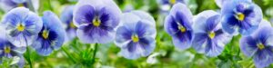 Pansy Flower Growing Guides, Tips, and Information