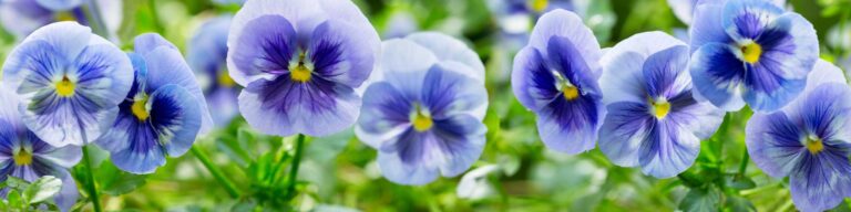 Pansy Flower Growing Guides, Tips, and Information