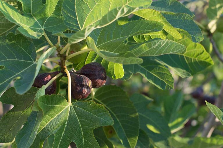 How to Grow a Fig Tree in Your Backyard | Gardener’s Path