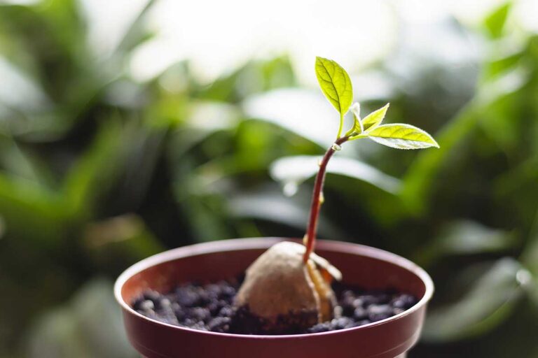 How to Grow and Care for Avocado Trees | Gardener’s Path