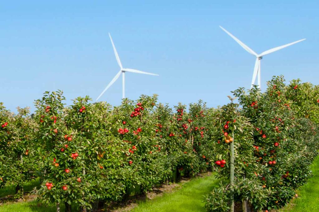11 Reasons Why Apples Drop Prematurely | Gardener’s Path