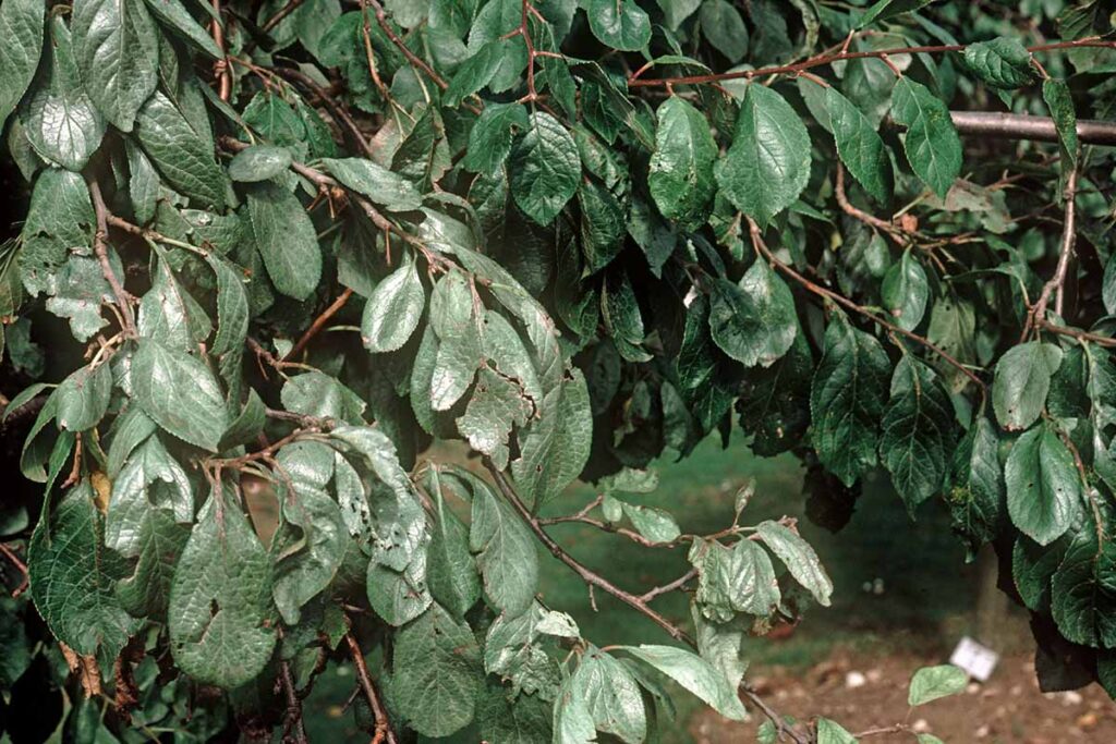 How to Grow and Care for Plum Trees | Gardener’s Path
