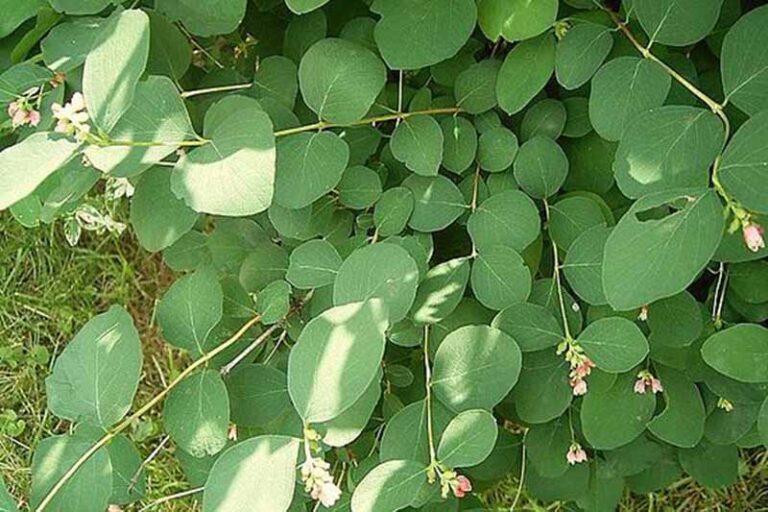 How to Grow and Care for Snowberry Bush | Gardener’s Path