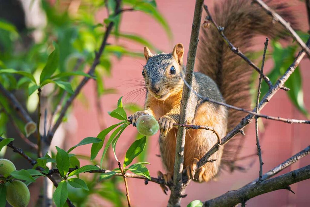 How to Grow and Care for Peach Trees | Gardener’s Path