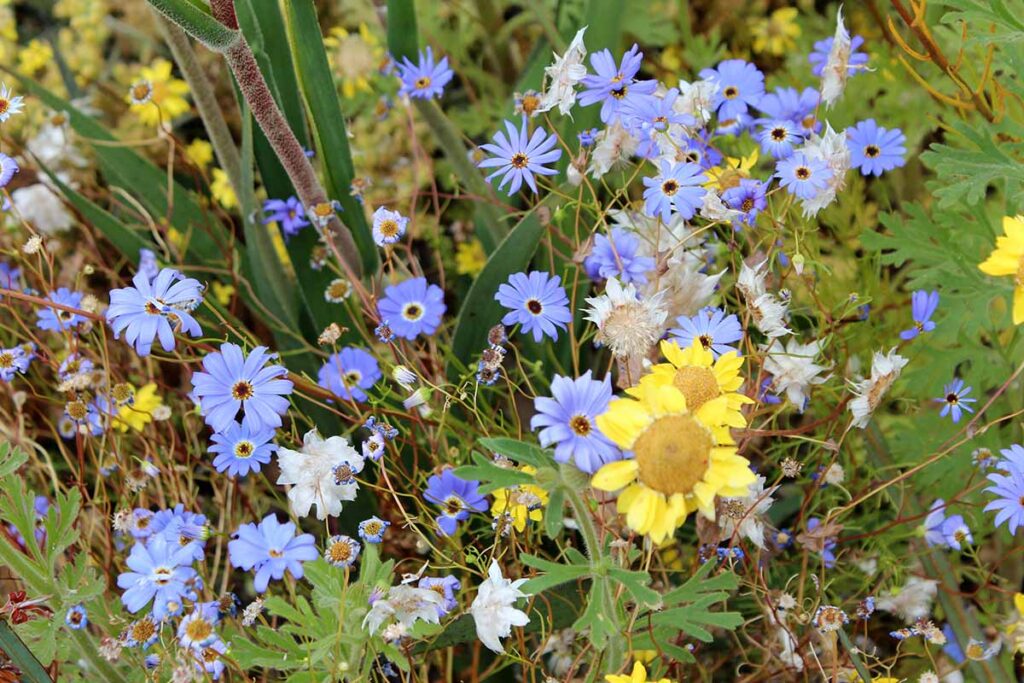 How to Grow and Care for Swan River Daisies