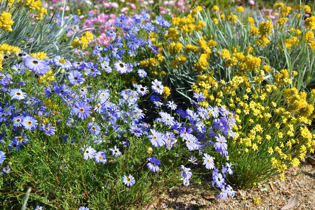 How to Grow and Care for Swan River Daisies