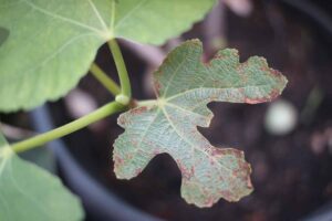 How to Grow a Fig Tree in Your Backyard | Gardener’s Path