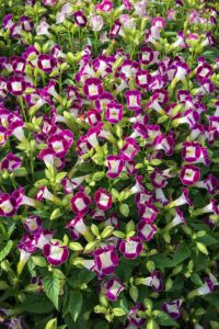 How to Grow and Care for Torenia (Wishbone) Flowers | Gardener’s Path
