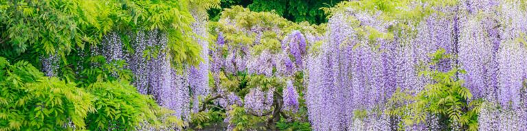 Learn How to Grow and Care for Vines and Climbing Plants