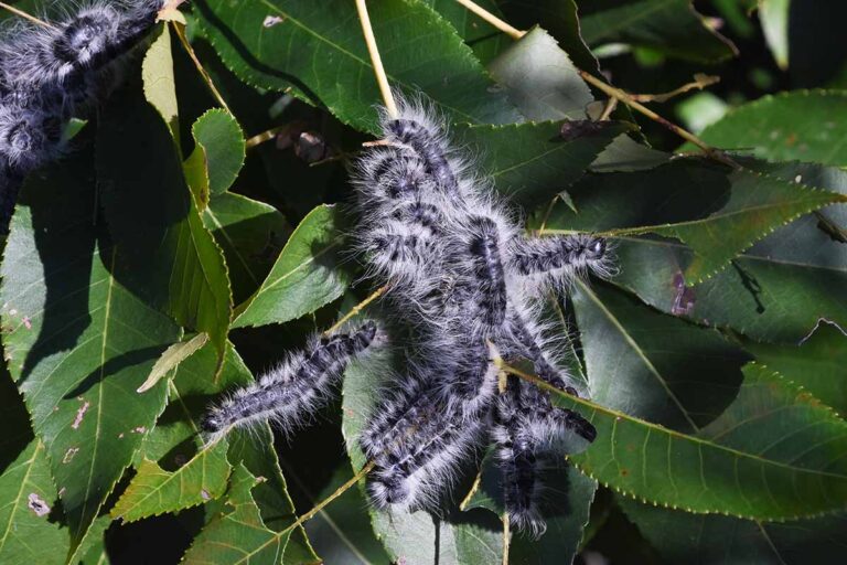 How to Grow and Care for Black Walnut Trees | Gardener’s Path