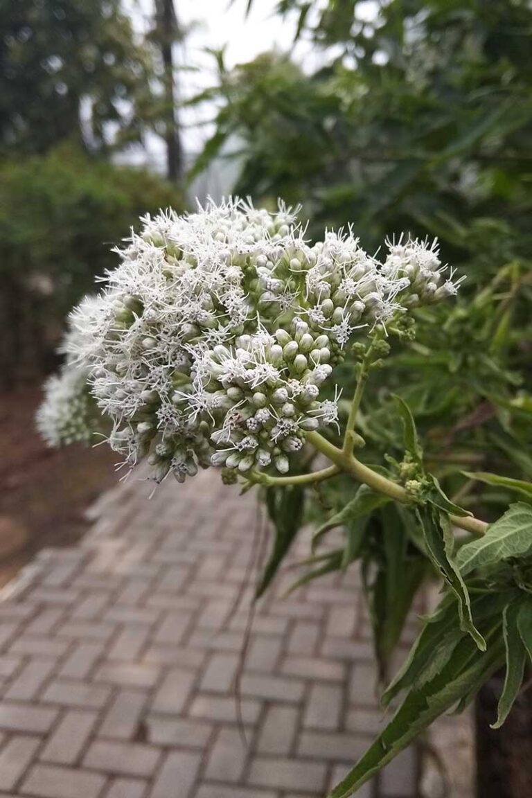 How to Grow and Care for Boneset | Gardener’s Path