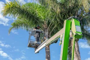 What to Do if Your Palm Tree Is Dropping Fronds | Gardener’s Path
