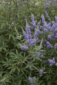 How to Grow and Care for Chaste Trees (Vitex agnus-castus)