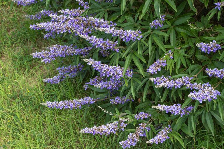 How to Grow and Care for Chaste Trees (Vitex agnus-castus)