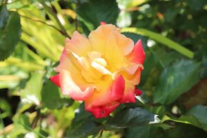 All About Kordes Roses and Their Best Flowers | Gardener’s Path