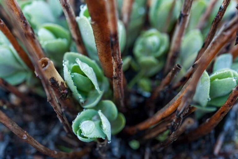 How to Grow and Care for Autumn Joy Sedum (Stonecrop)